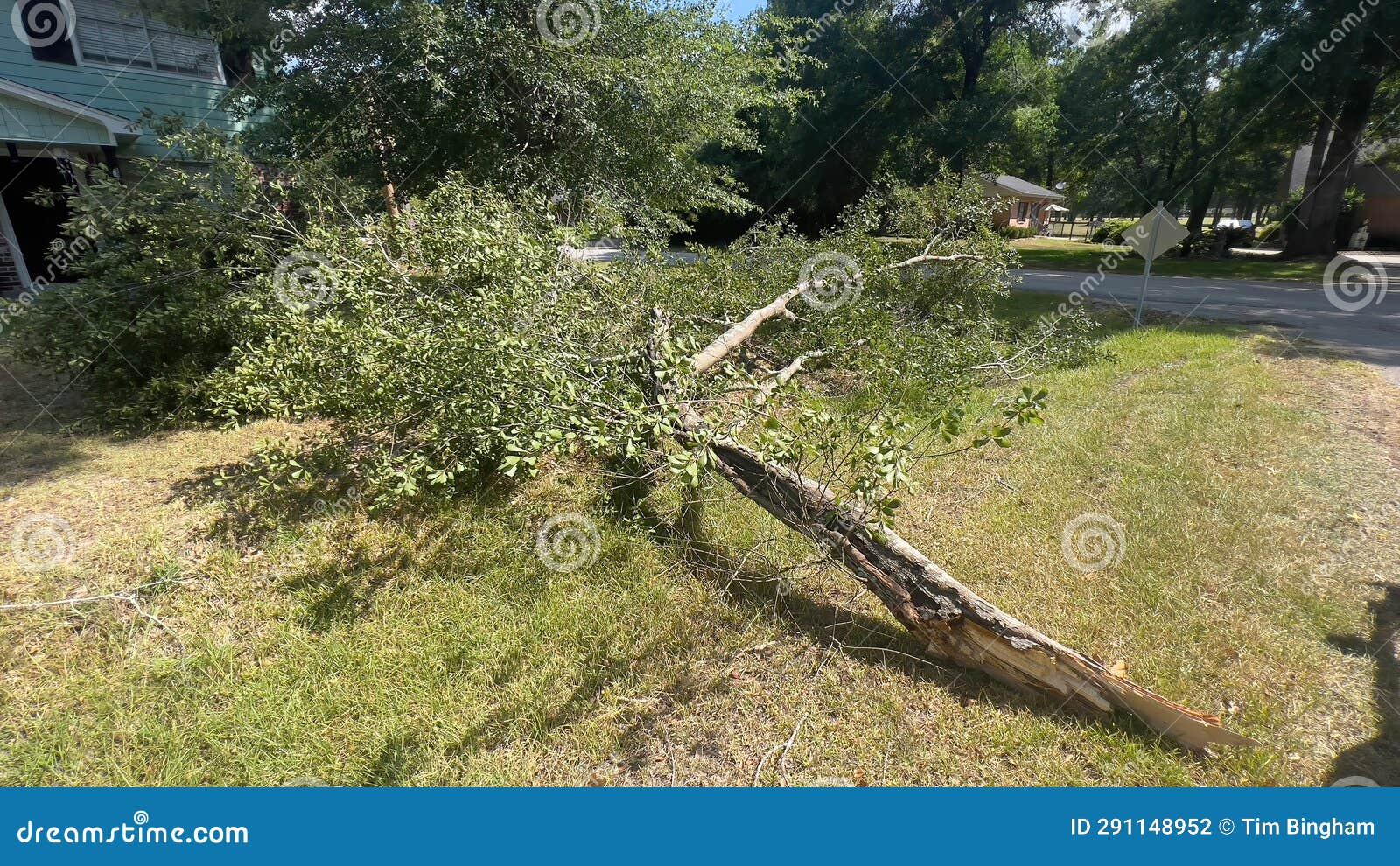 Massive tree limb in lawn stock photo. Image of woodland - 291148952 Massive tree limb in lawn stock photo. Image of woodland - 291148952