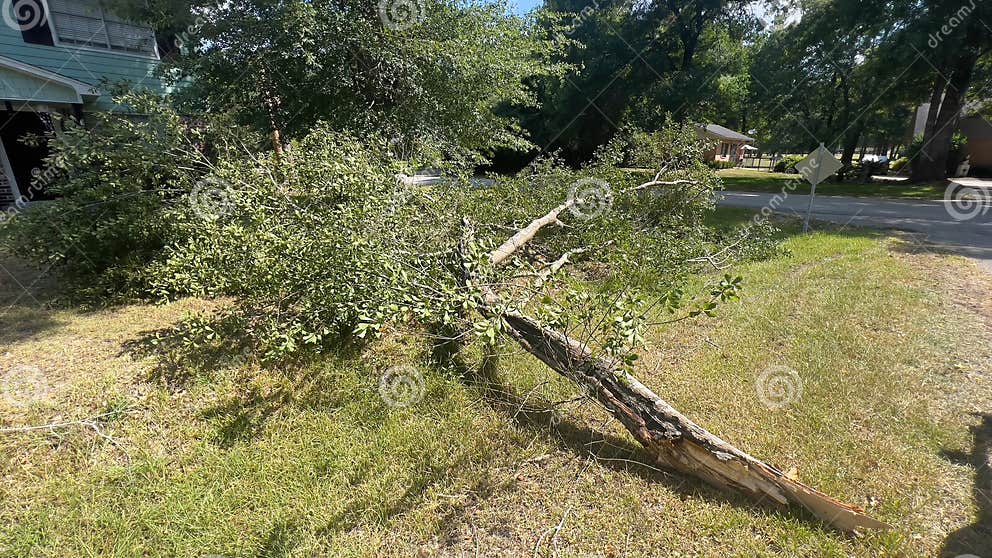 Massive tree limb in lawn stock photo. Image of woodland - 291148952
