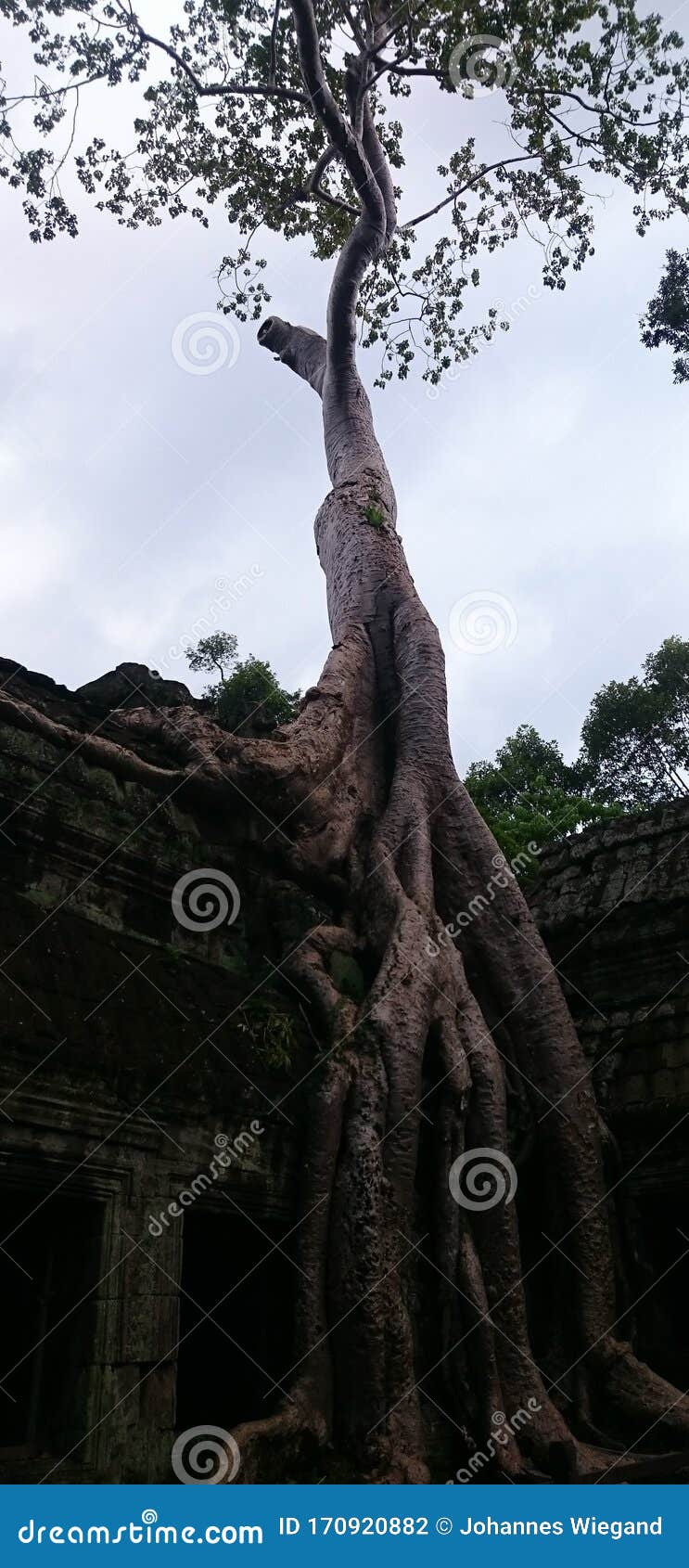 Massive Tree with Long Roots is Growing on Top of an Old Khmer Building ...