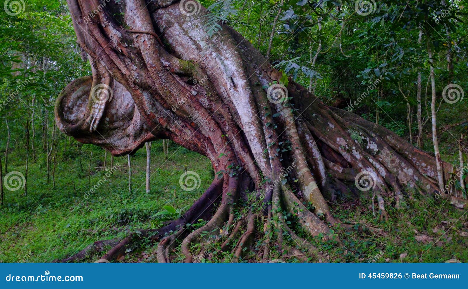 Massive Tree Roots Causing Biological Weathering Stock Photo ...