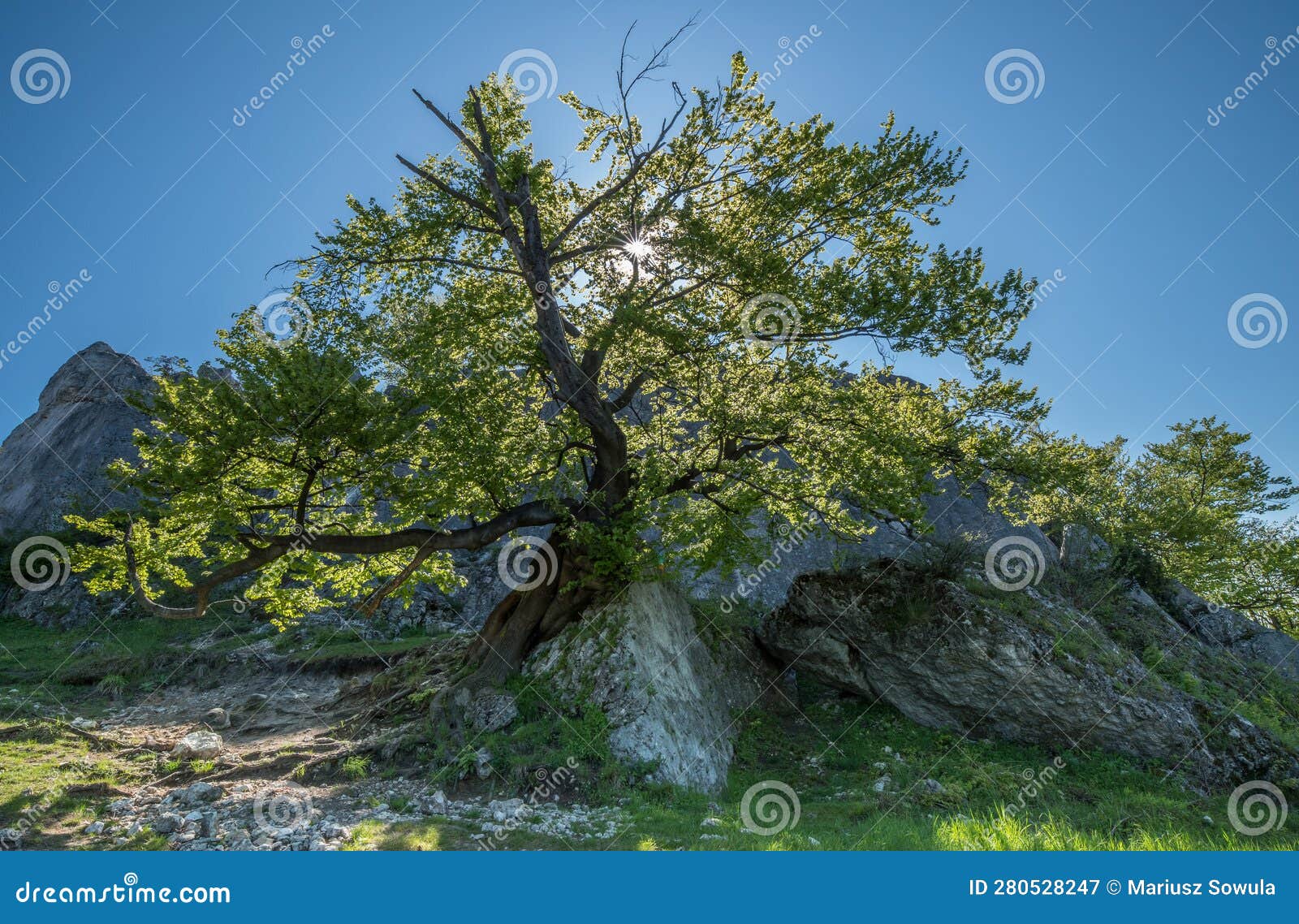 Massive Tree and Rocks Under the Sun among the Rocks Stock Image ...