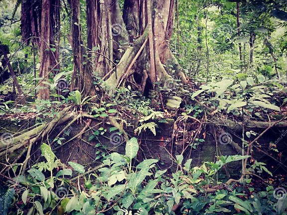 Massive Tree Roots Causing Biological Weathering Stock Photo - Image of ...