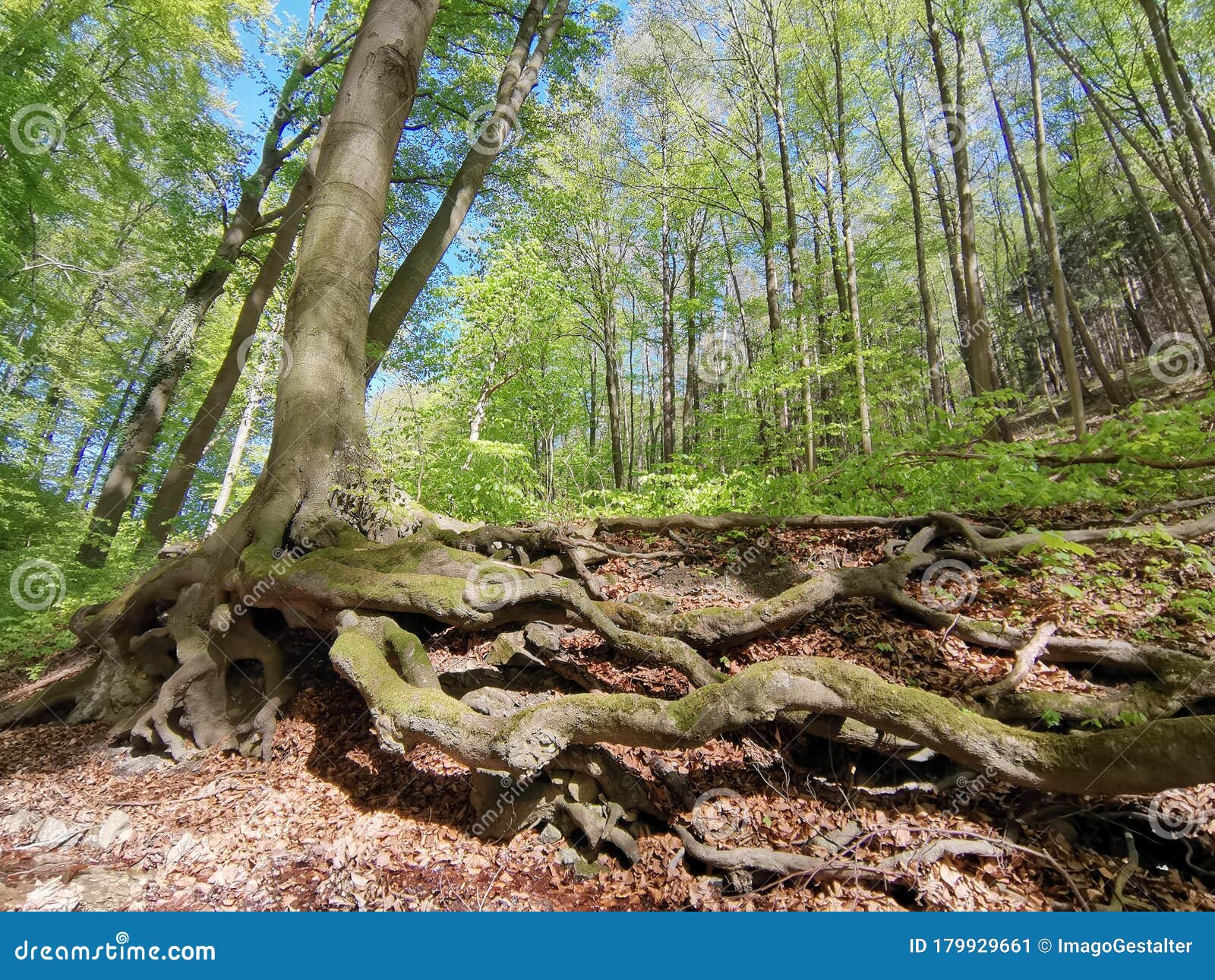 Massive Tree Roots Entangling the Soil Stock Image - Image of nature ...
