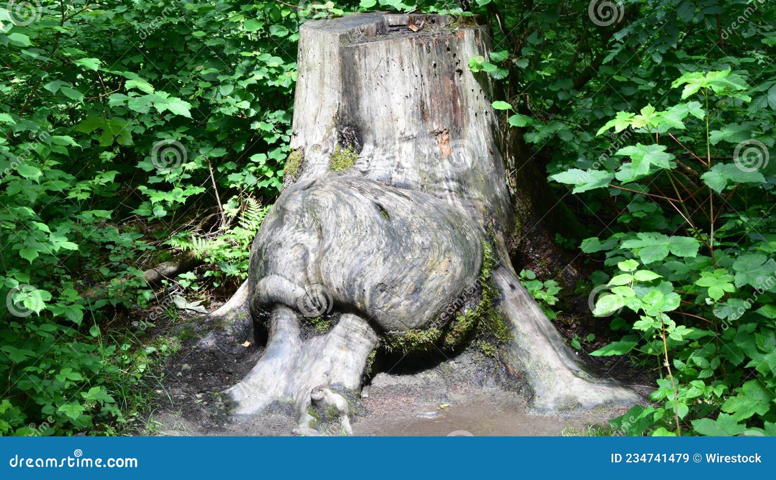 Massive Tree Stump in the Forest on a Sunny Day. Stock Image - Image of ...