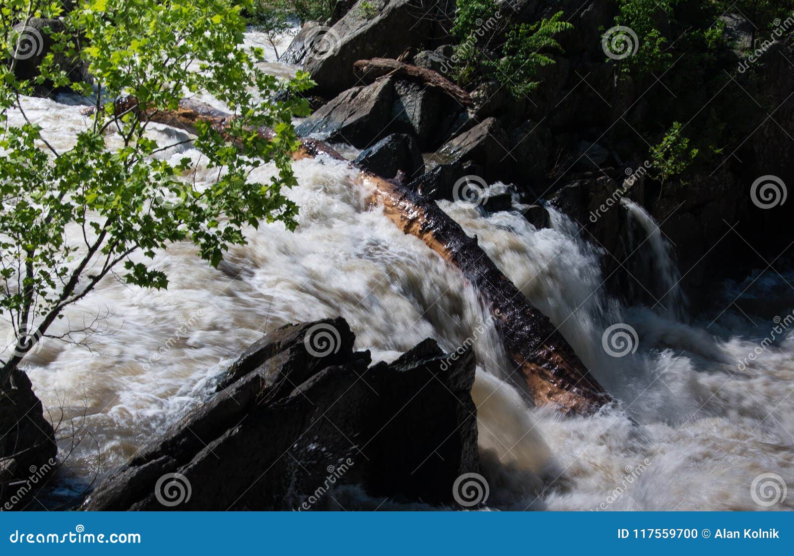 Massive Tree Trunk Blocks the Potomac River - 2 Stock Photo - Image of ...