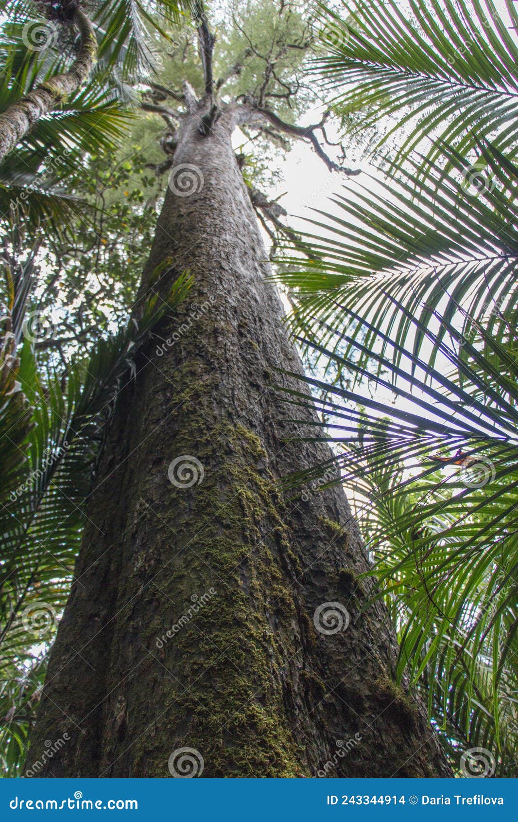 Massive Tree Trunk in New Zealand Bush Stock Photo - Image of forest ...