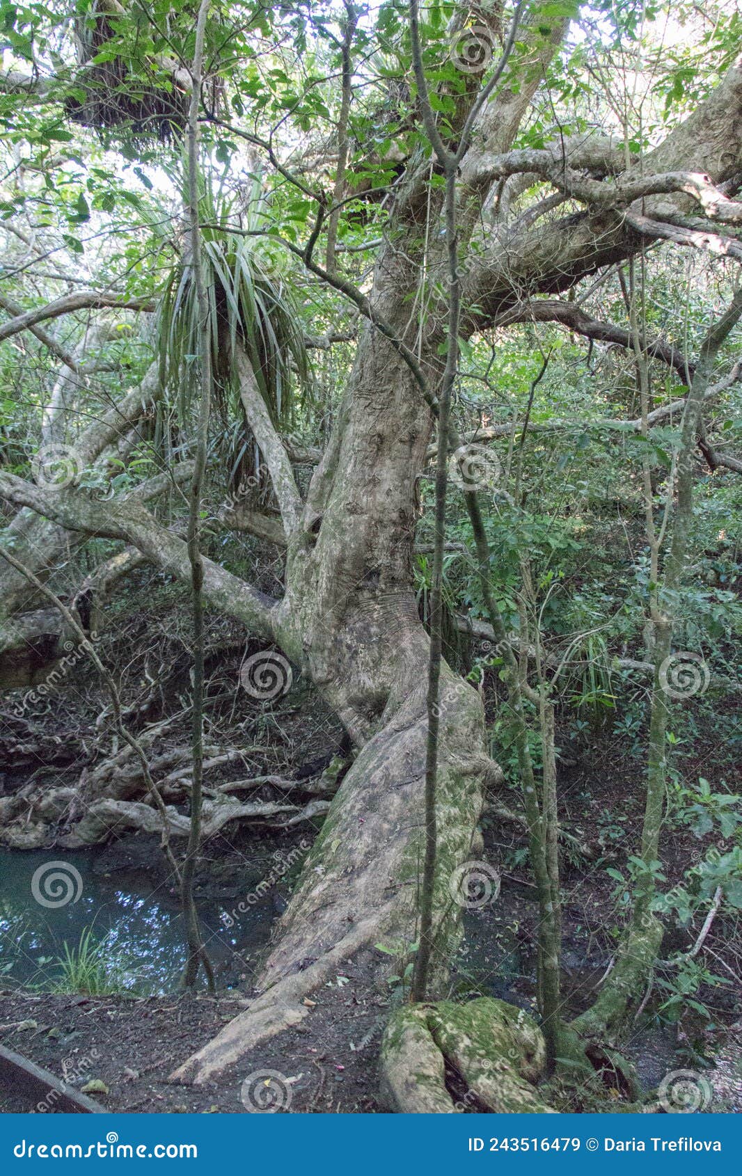 Massive Tree Trunk in New Zealand Bush Stock Image - Image of hiking ...