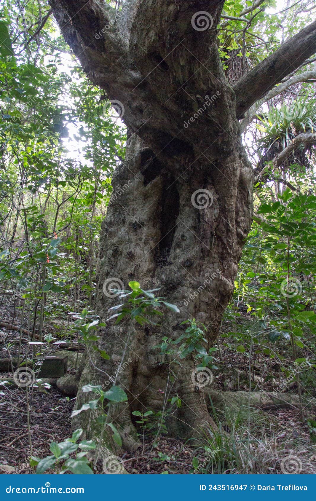 Massive Tree Trunk in New Zealand Bush Stock Image - Image of walk ...