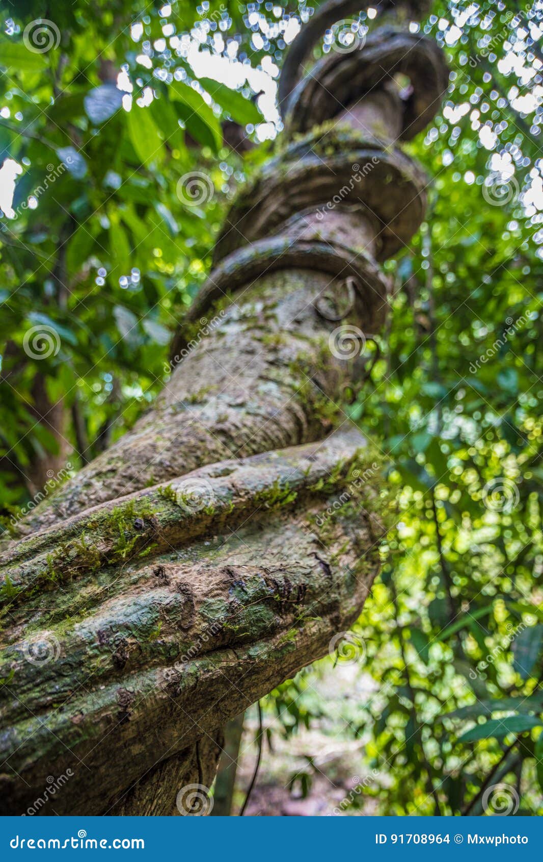 Massive Tropical Liana Looping Around a Tree in Jungle in Thailand ...
