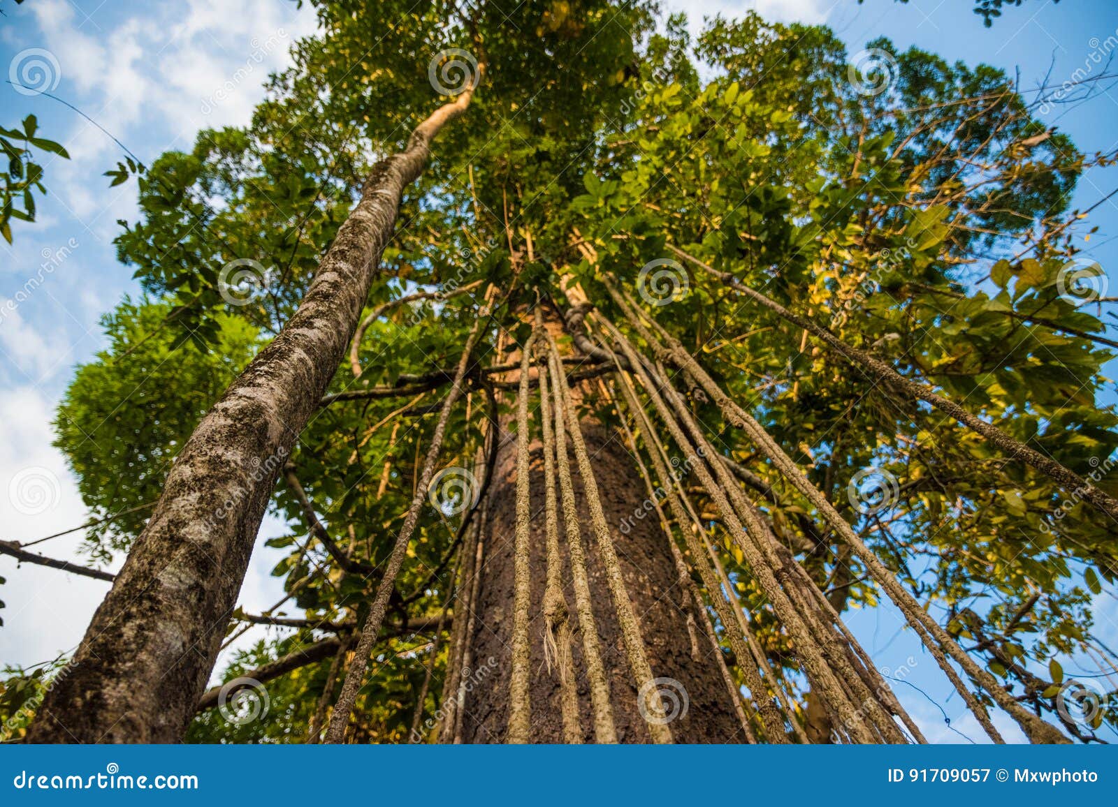 Massive Tropical Lianas Hanging of Giant Tree Jungle in Thailand Stock ...