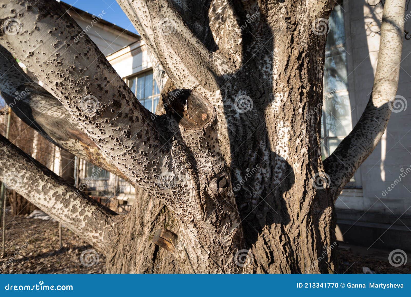 Massive Trunk of an Old Poplar Tree Planting in the City Stock Photo ...