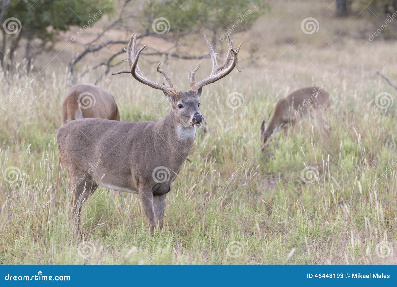 Extra Wide And Heavy Rack Whitetail Buck Stock Photography ...
