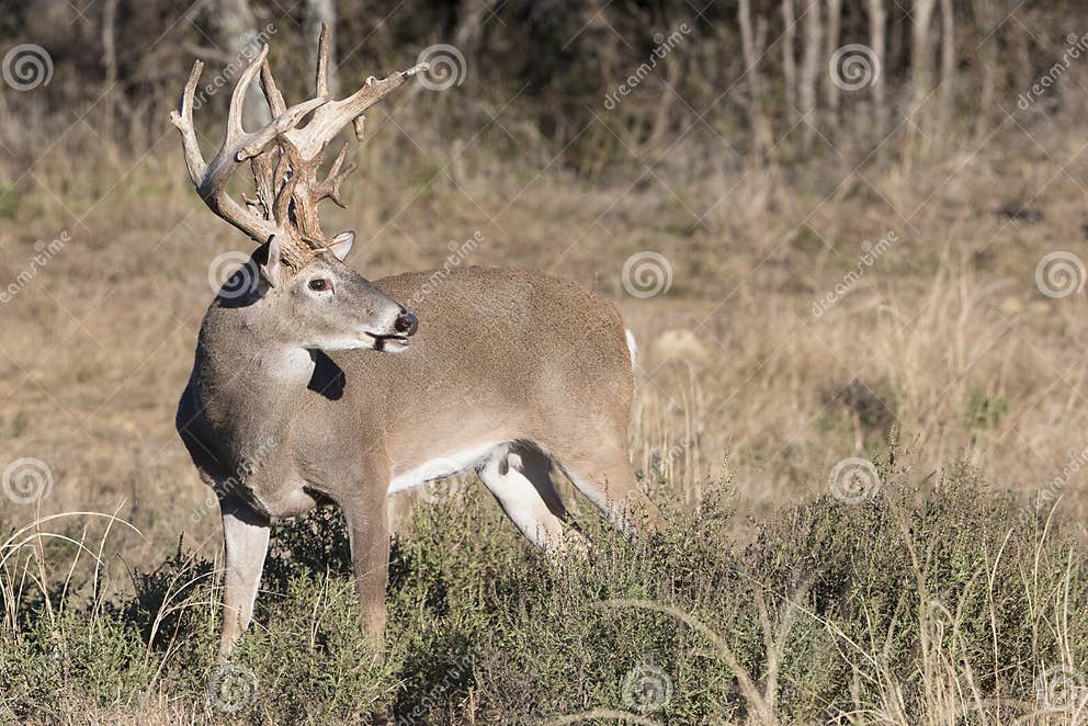 Massive Whitetail Buck in Side View Stock Photo - Image of bucks, deer ...