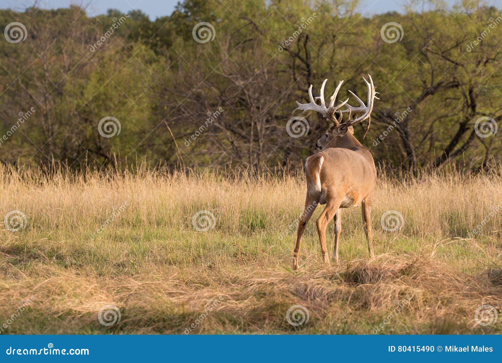 Massive Whitetail Standing Guard Stock Photo - Image of head, brow ...