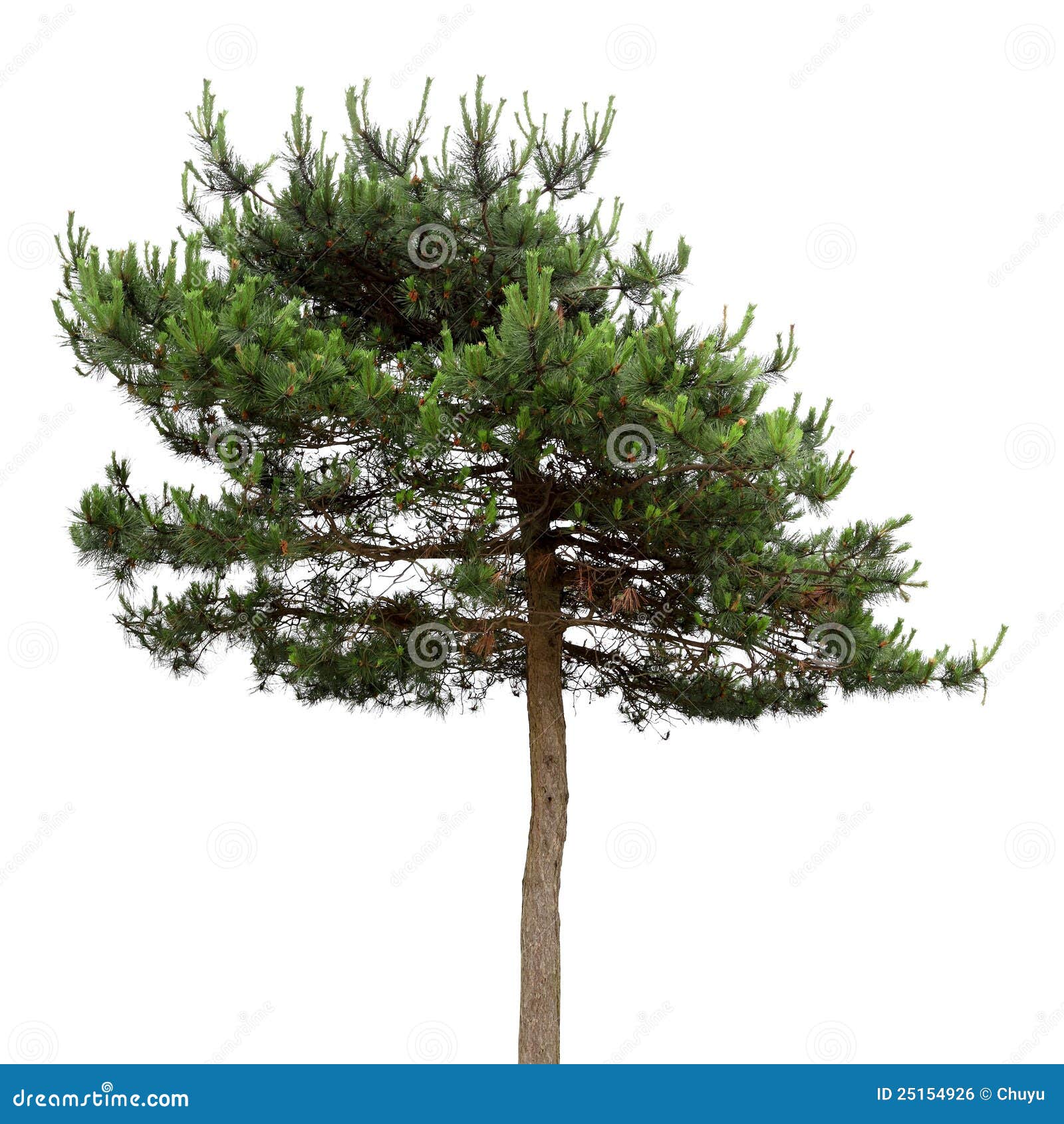 A masson pine stock photo. Image of element, coniferous - 25154926