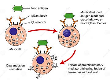 Mast cell degranulation stock vector. Illustration of antibody - 13078689
