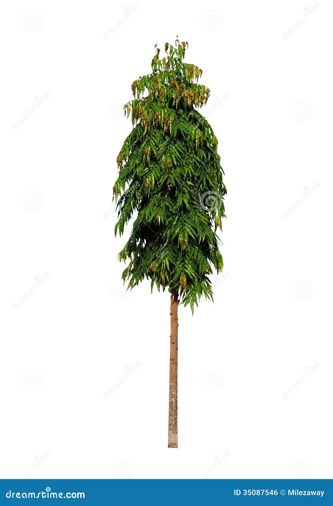 Mast Tree or Cemetery Tree stock photo. Image of woods - 35087546
