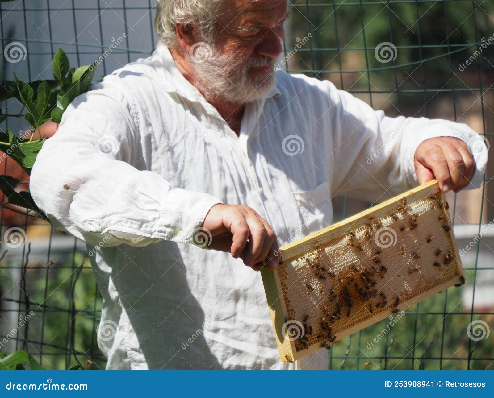 Master Bee Keeper Pulls Out a Frame with Honey from the Beehive in the ...