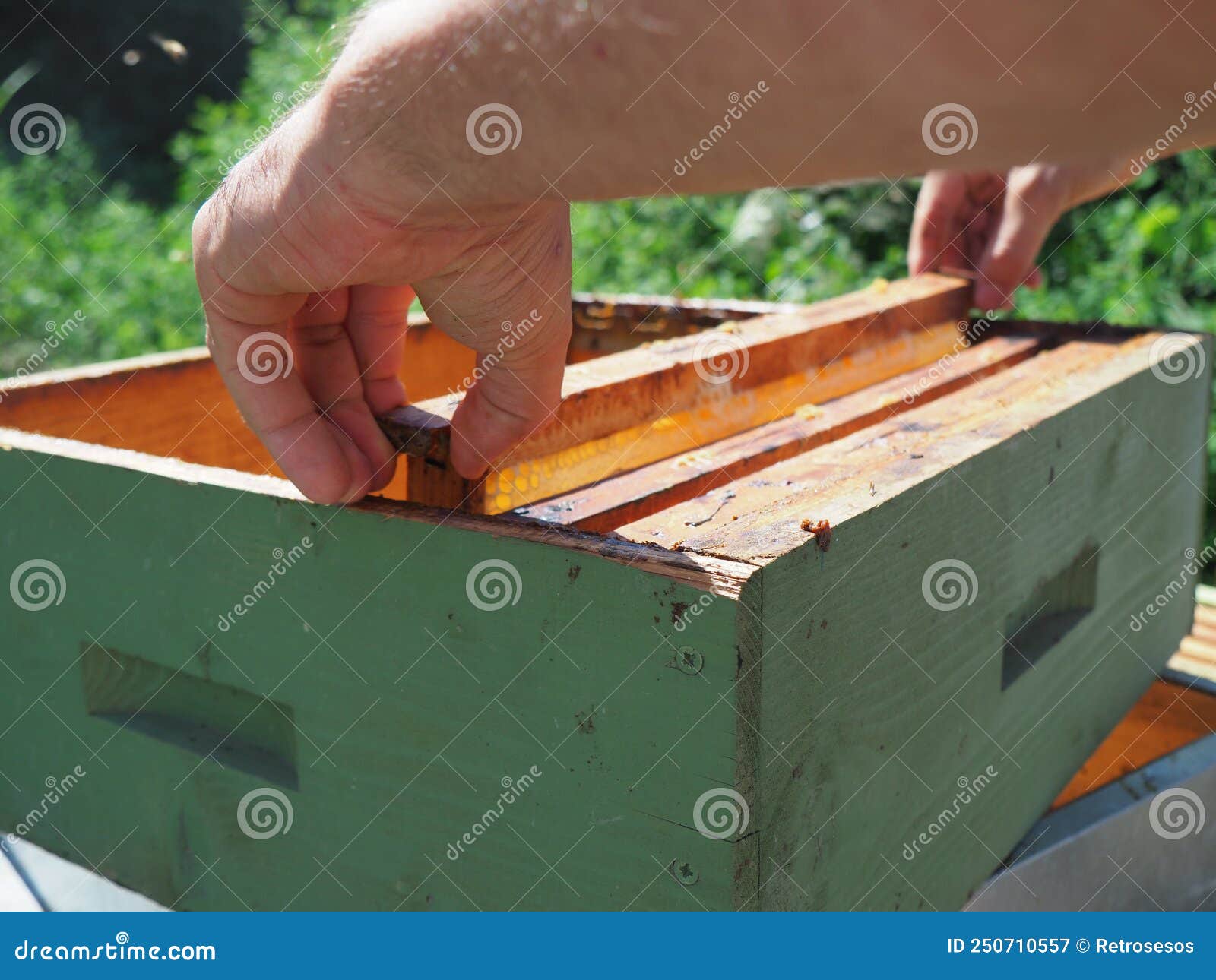 Master Bee Keeper Pulls Out a Frame with Honey from the Beehive in the ...