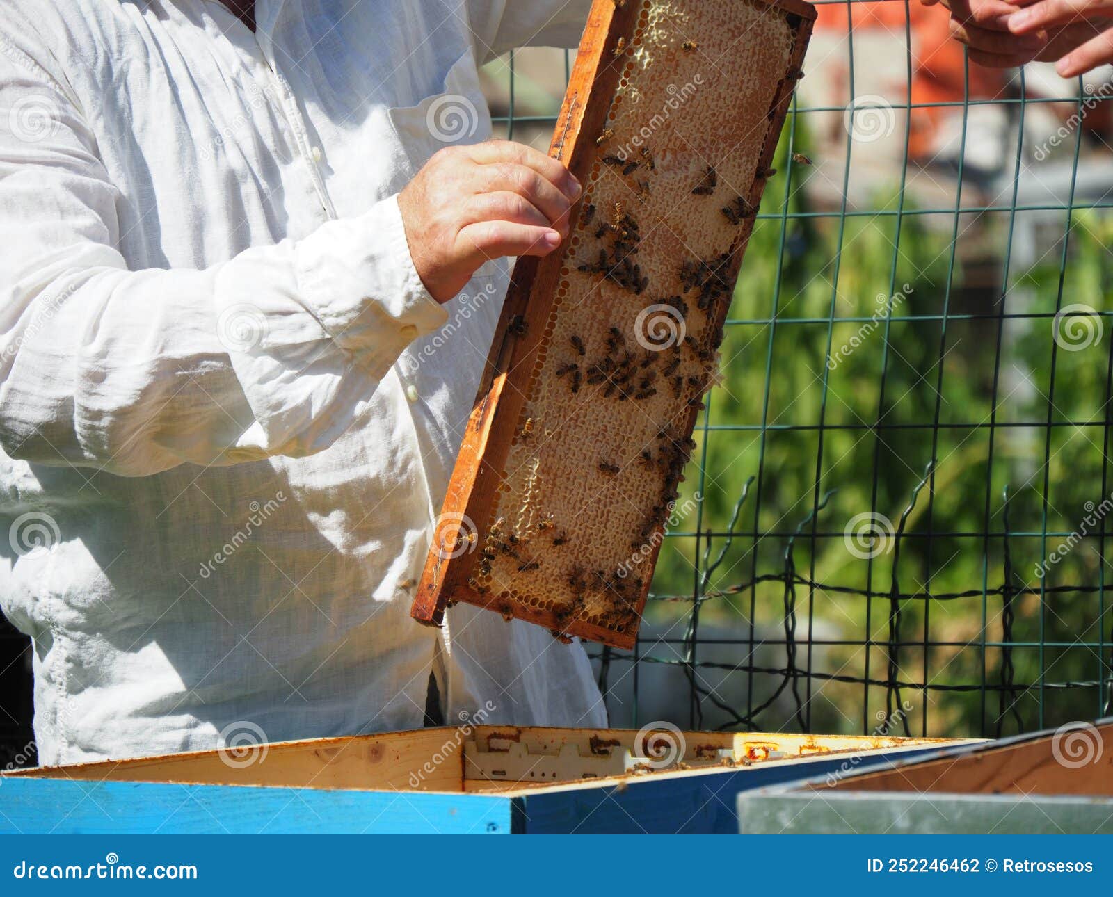 Master Bee Keeper Pulls Out a Frame with Honey from the Beehive in the ...