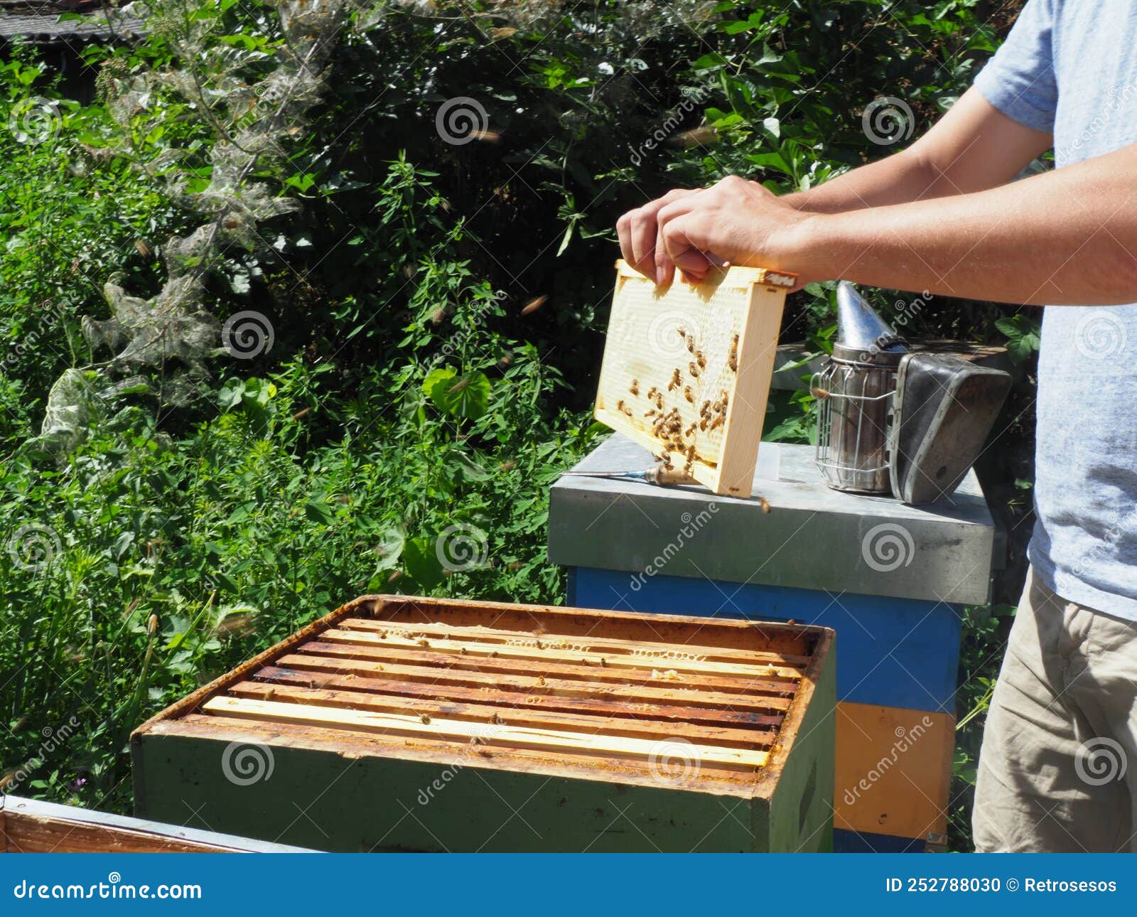 Master Bee Keeper Pulls Out a Frame with Honey from the Beehive in the ...