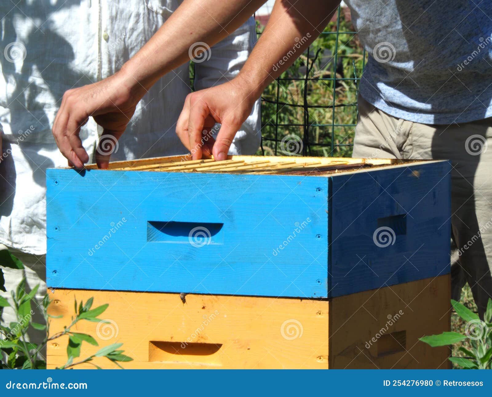 Master Bee Keeper Pulls Out a Frame with Honey from the Beehive in the ...