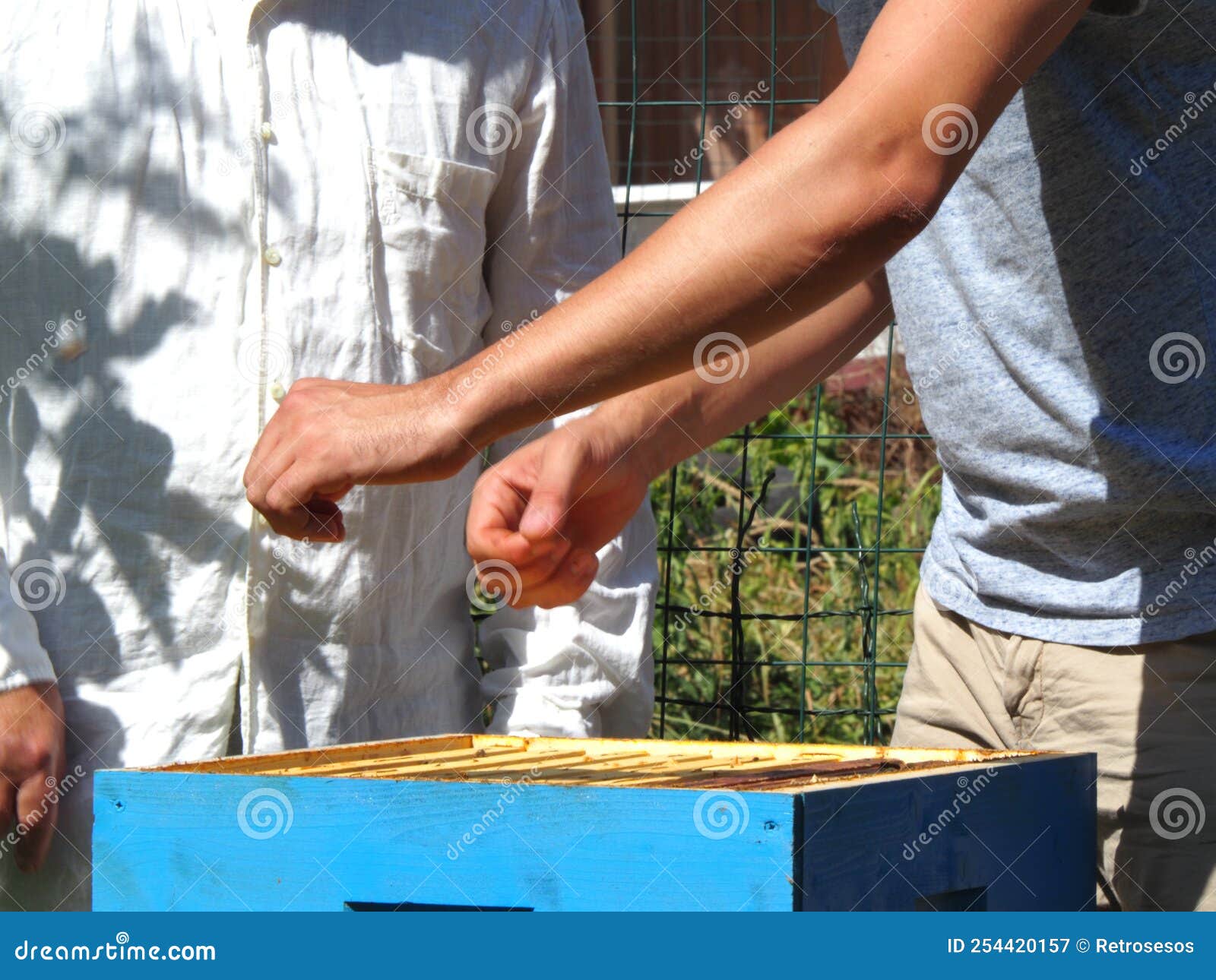 Master Bee Keeper Pulls Out a Frame with Honey from the Beehive in the ...