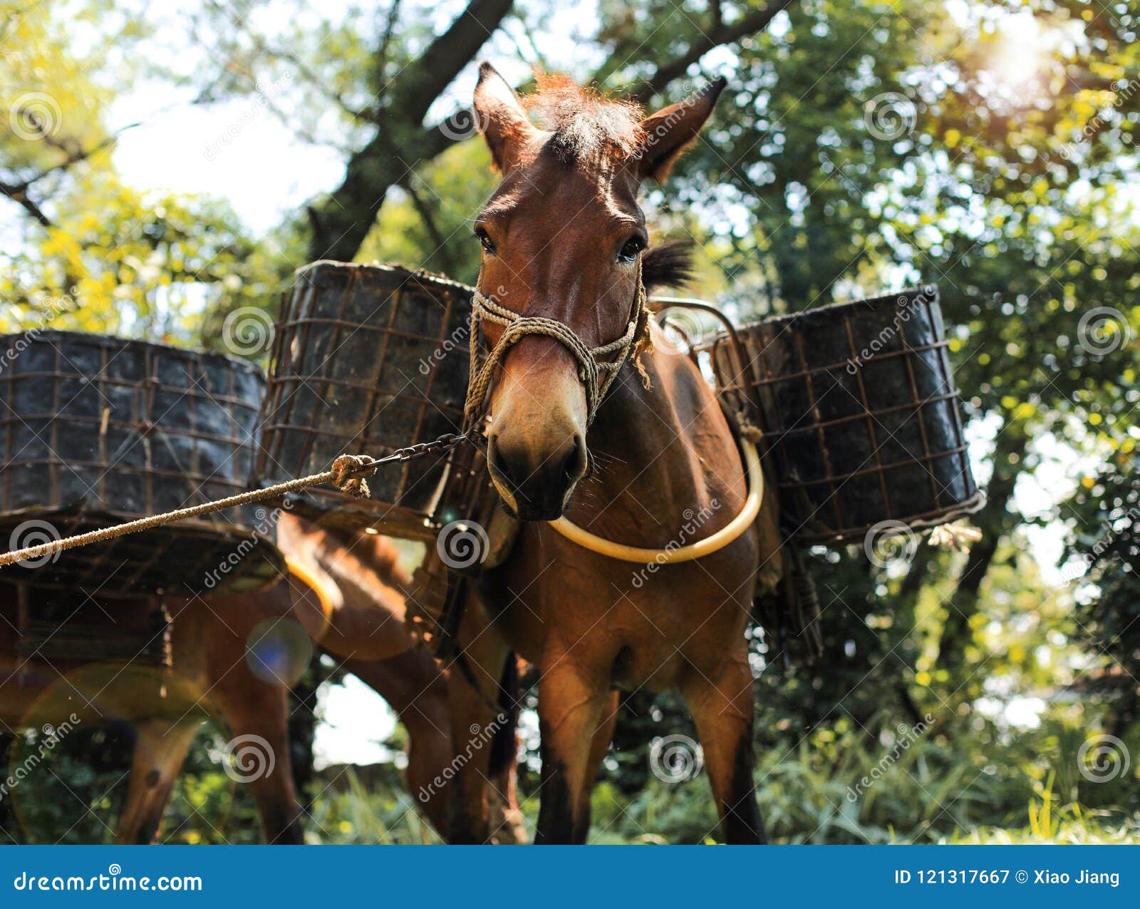 The Mule Has a Basket on the BackThe Master Called You To Work Stock ...