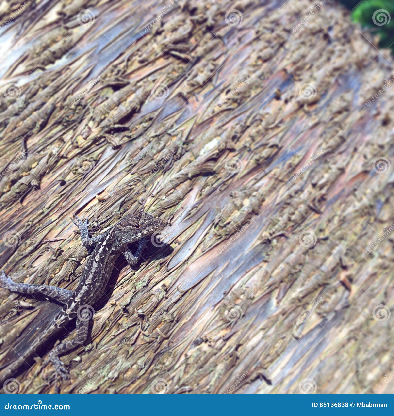 Master of camouflage. stock photo. Image of master, little - 85136838