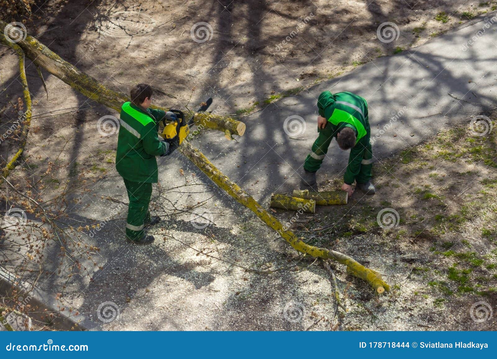 The Master Cuts the Branches of a Diseased Tree Editorial Stock Image ...