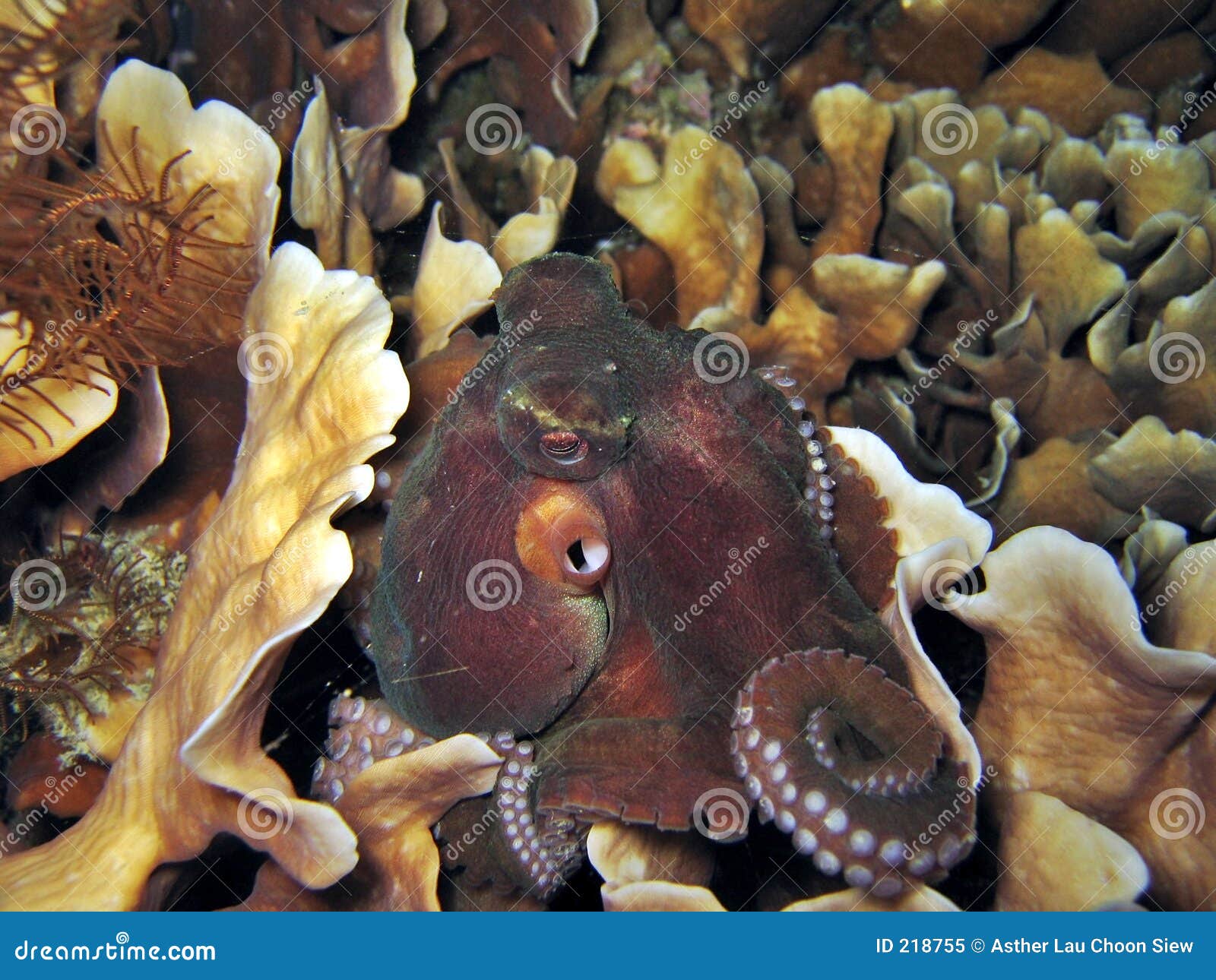 Master of Disguise stock image. Image of octopus, underwater - 218755