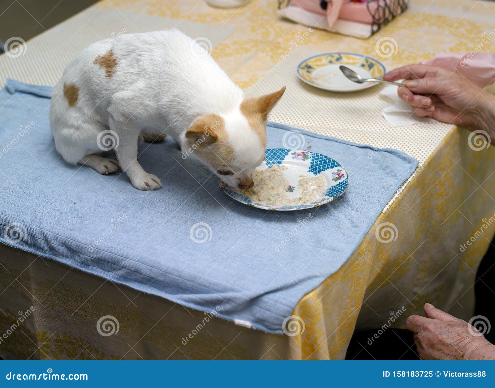 Feeding a Dog on a Dining Table Stock Image - Image of hands, master ...
