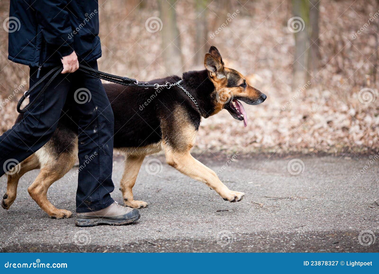 Master and His Obedient Dog Stock Image - Image of master, cute: 23878327