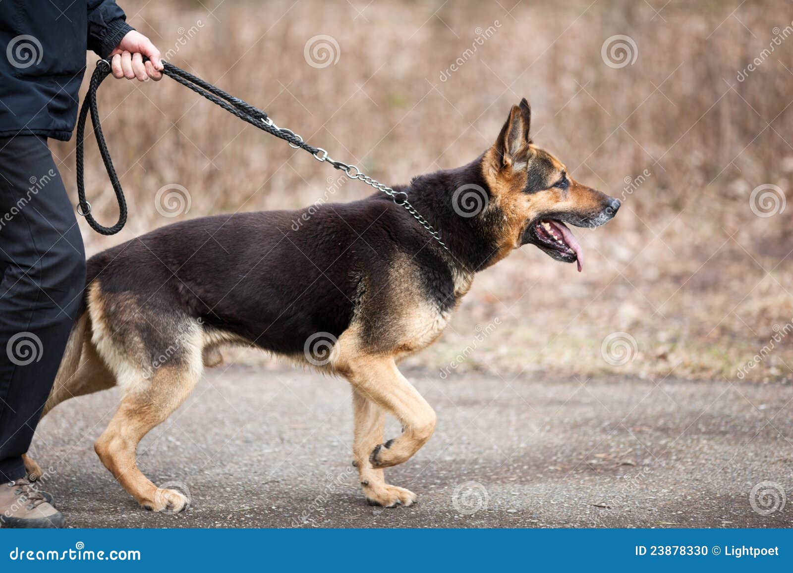 Master and His Obedient Dog Stock Photo - Image of canine, companion ...