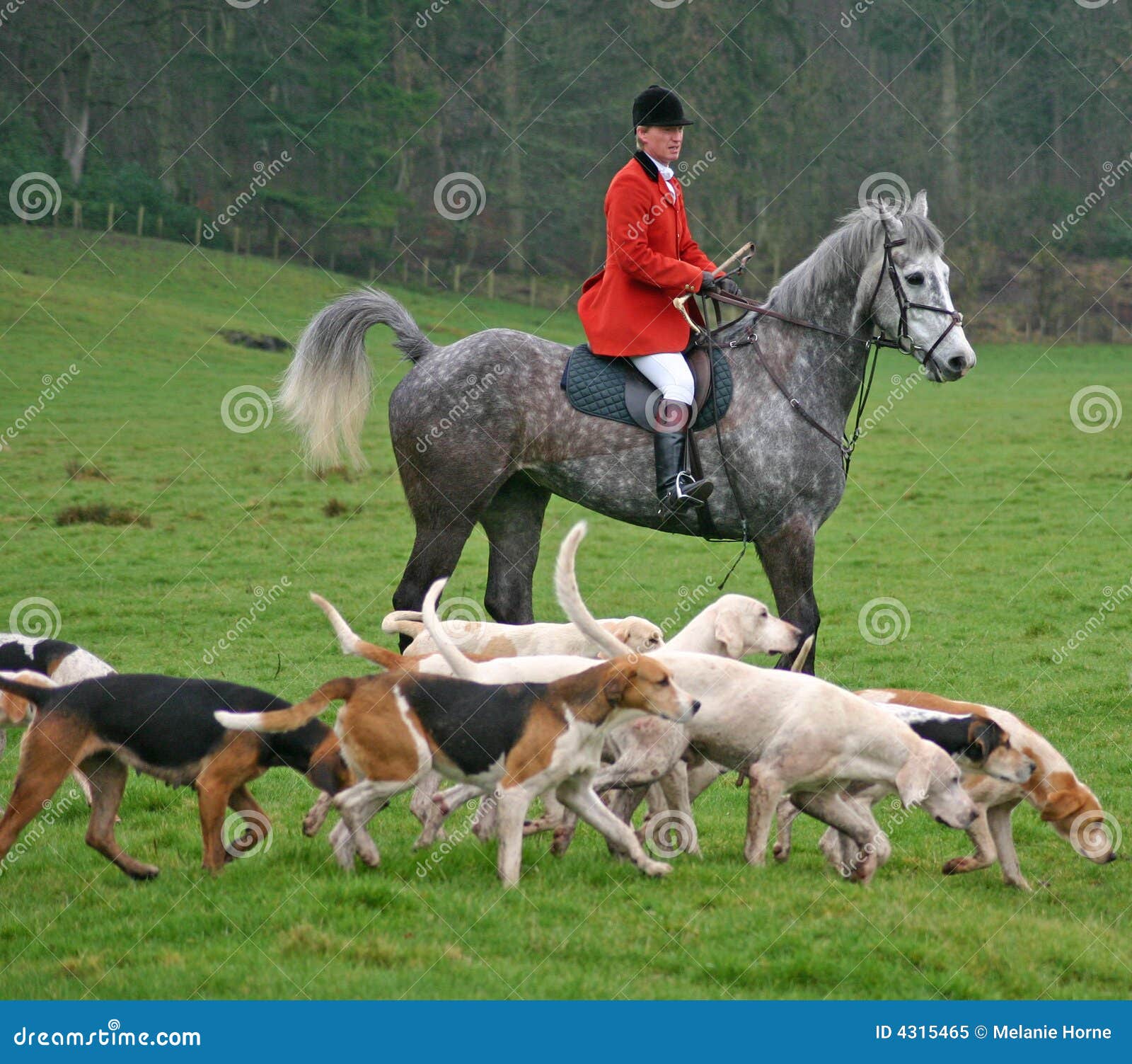 Master with hounds editorial image. Image of equestrian - 4315465