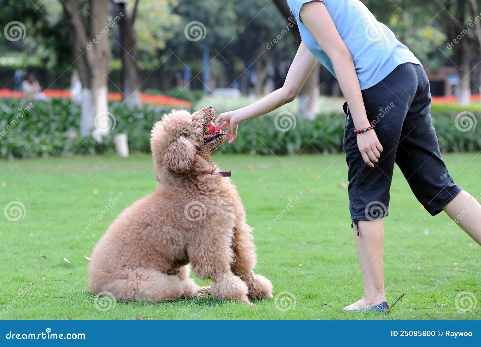 Master playing with dog stock photo. Image of puppy, purebred - 25085800