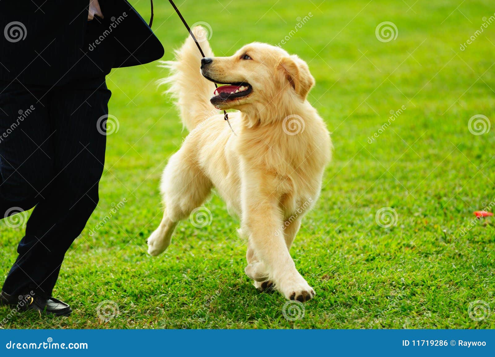 Master Playing with His Dog Stock Photo - Image of activity, canine ...