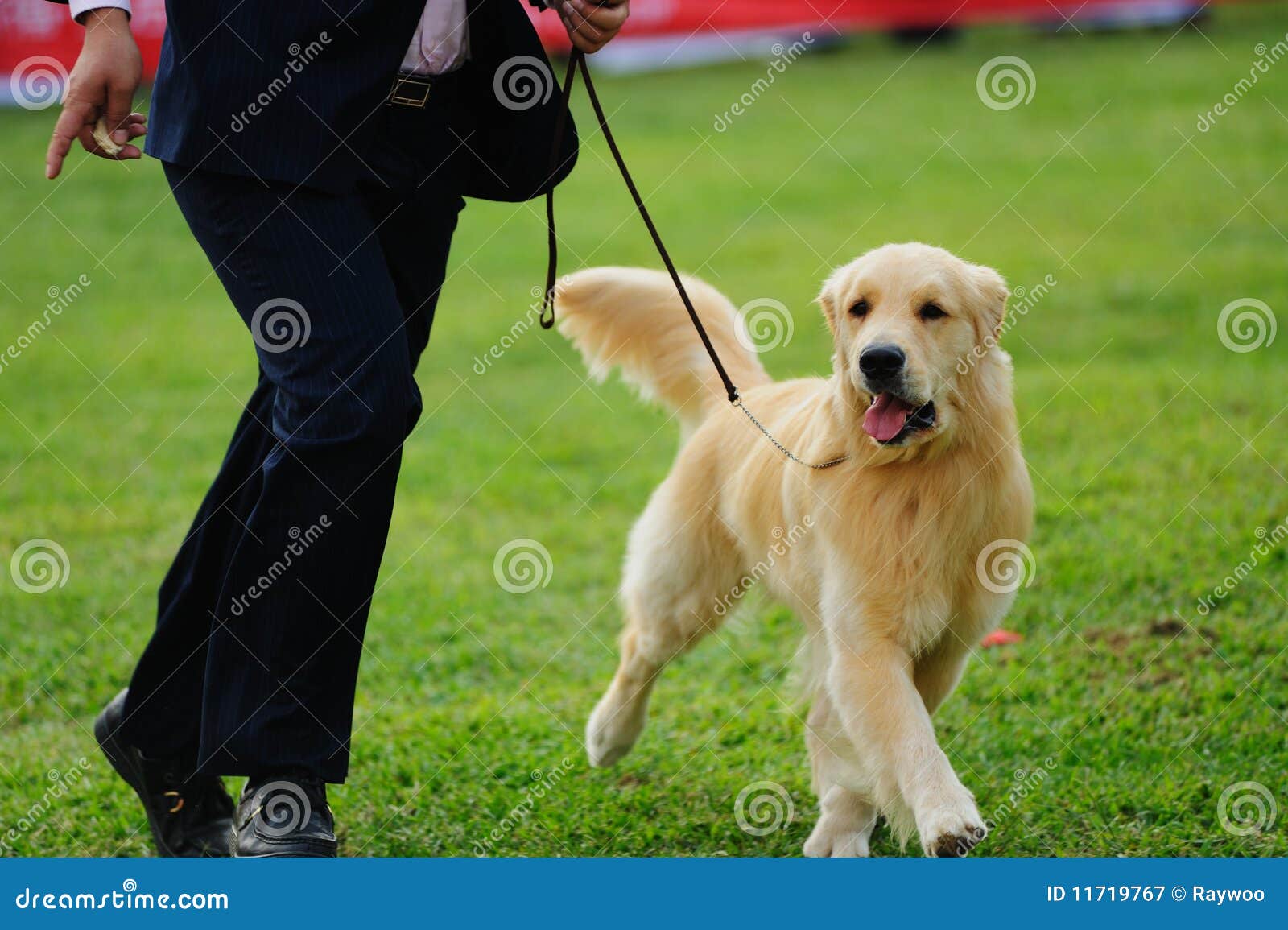 Master Playing with His Dog Stock Image - Image of doggy, domestic ...