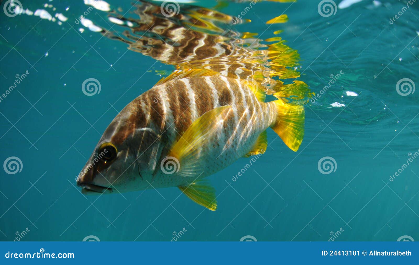 Master Snapper Fish Swimming in Ocean Stock Image - Image of apodus ...