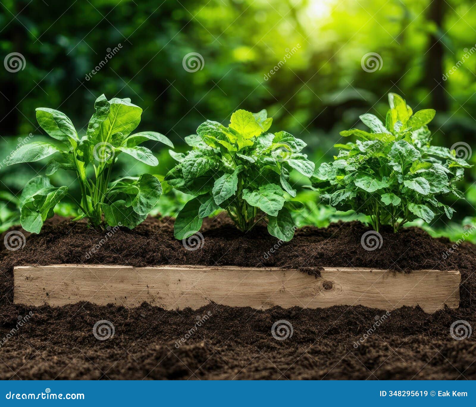 Mastering Weeding Methods for Thriving Vegetable Gardens Achieve Robust ...