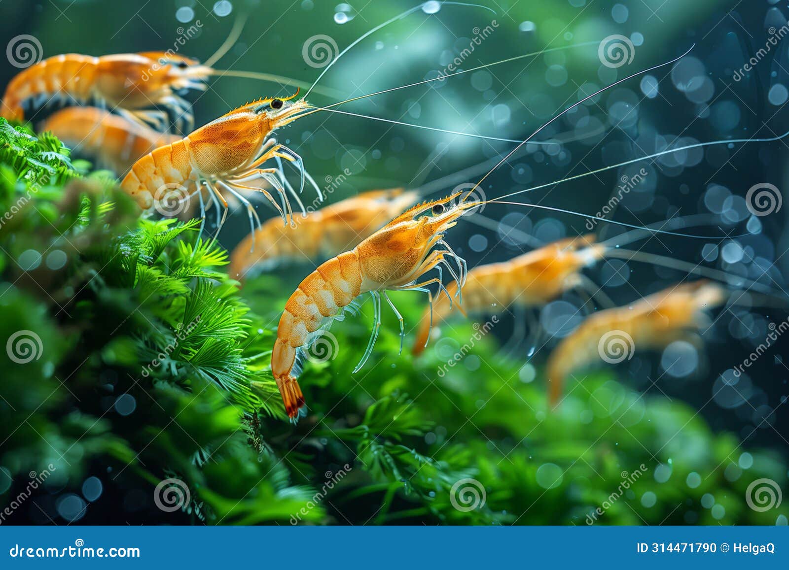 A Masterpiece of Evolution the Stunning Spectrum of a Shrimp S Coloring ...