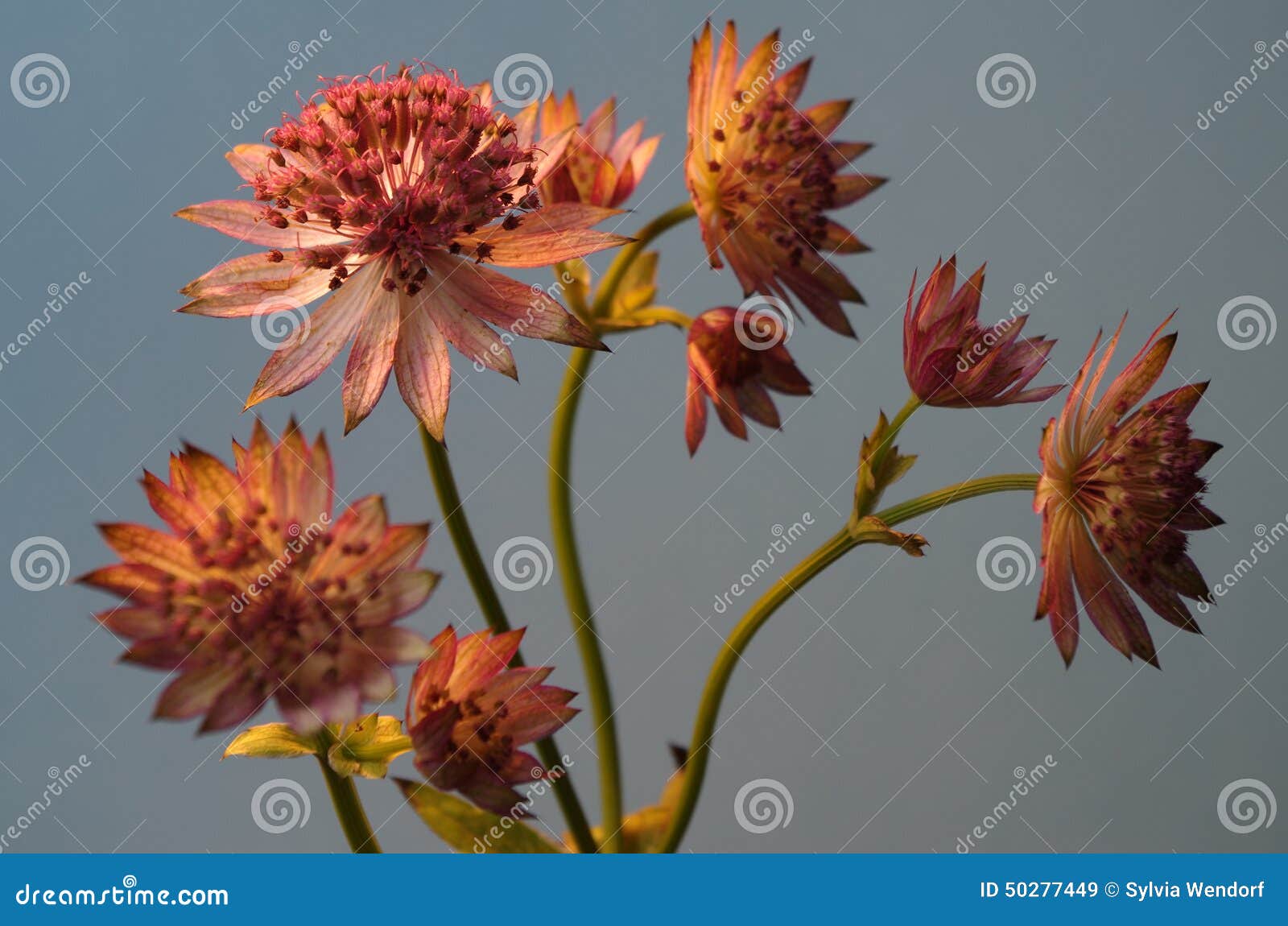 Masterwort stock image. Image of front, romance, background - 50277449