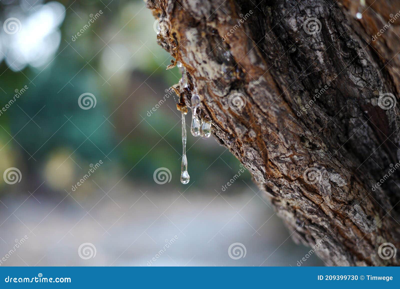 Mastic Gum on a Tree in Greece Stock Photo - Image of mastic, plant ...