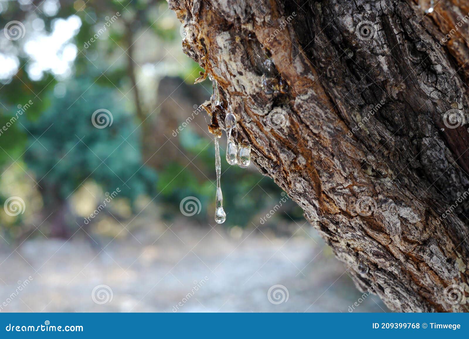 Mastic Gum on a Tree in Greece Stock Photo - Image of medicinal, bark ...