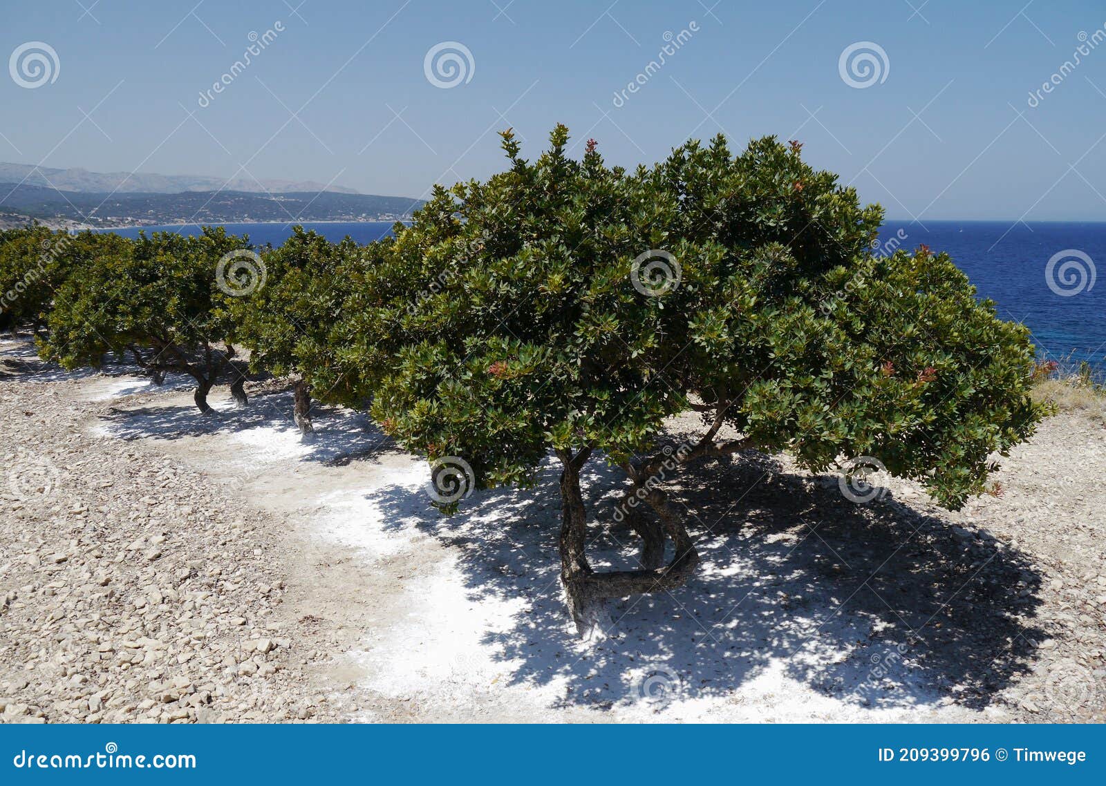 Mastic gum tree in Greece stock photo. Image of tree - 209399796