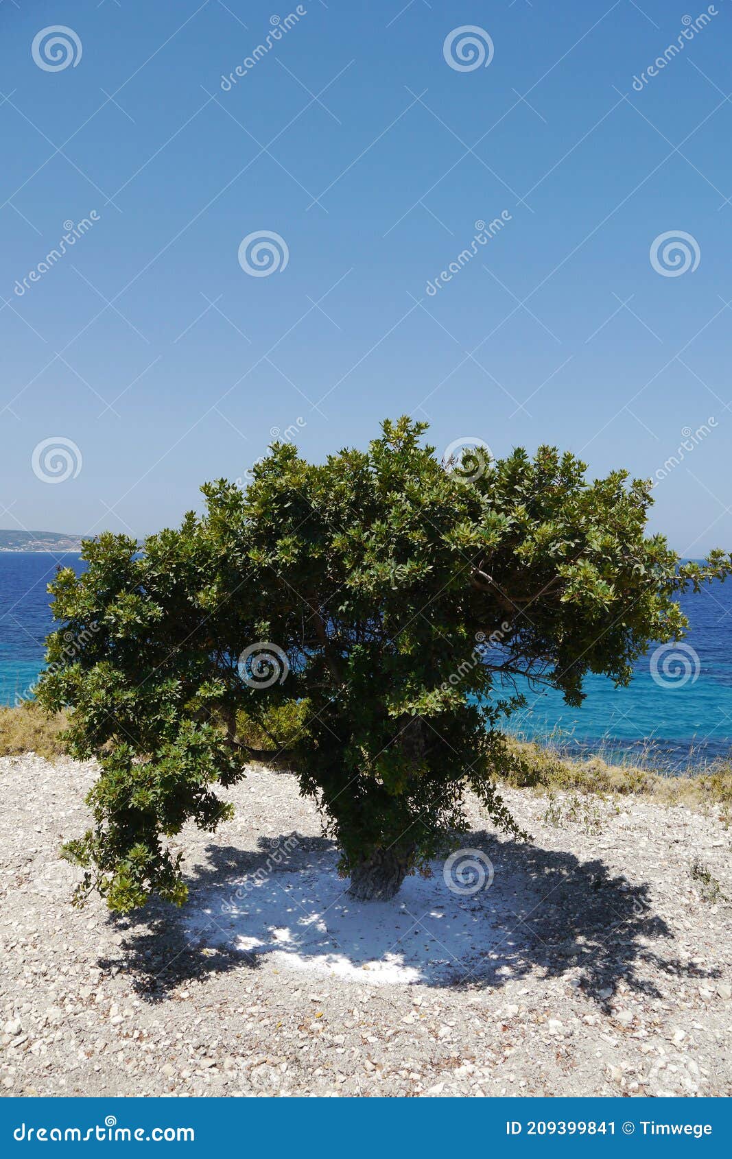 Mastic gum tree in Greece stock image. Image of medicinal - 209399841