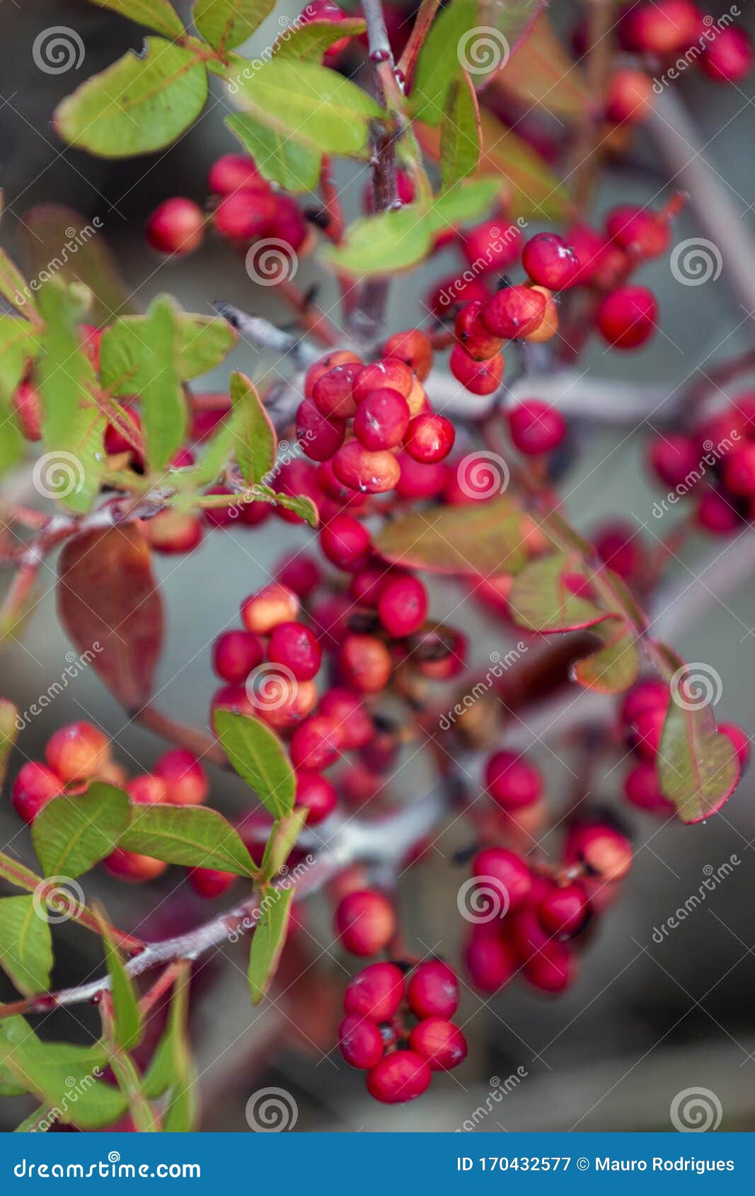 Mastic Shrub (Pistacia Lentiscus Stock Image - Image of environment ...