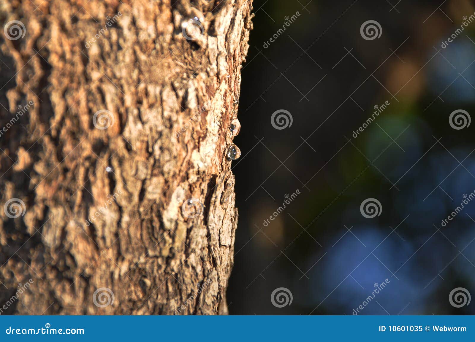 Mastic Tree stock image. Image of mastic, health, nature - 10601035