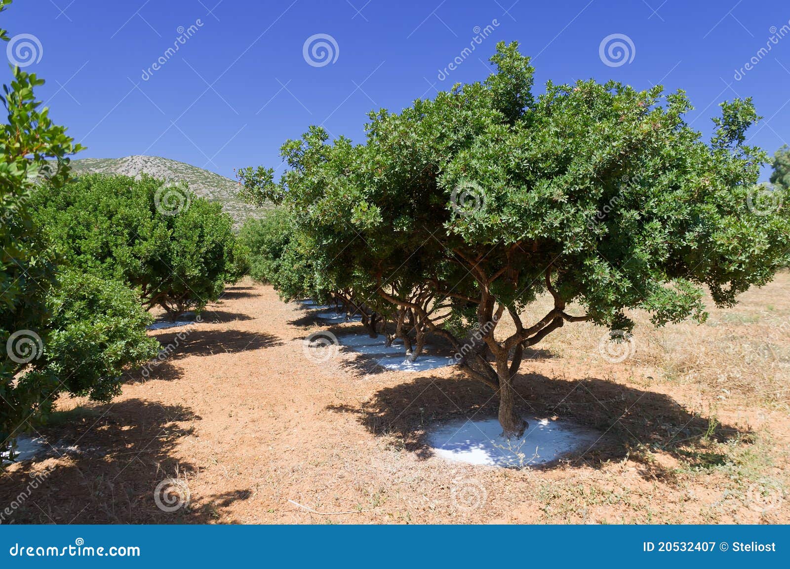 Mastic tree stock image. Image of mediterranean, outdoor - 20532407