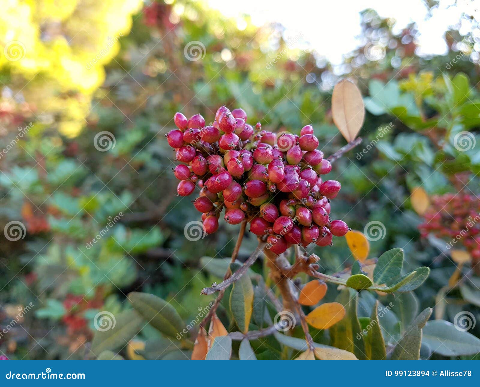Mastic tree close up stock photo. Image of isolated, background - 99123894